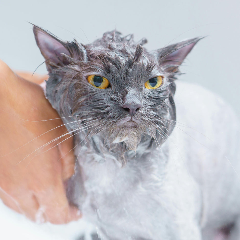 WILDA Petcare